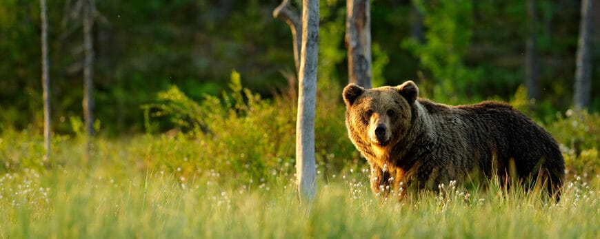 50 Intriguing Names That Mean Bear LittleOneMag 50-intriguing-names-that-mean-bear-littleonemag
